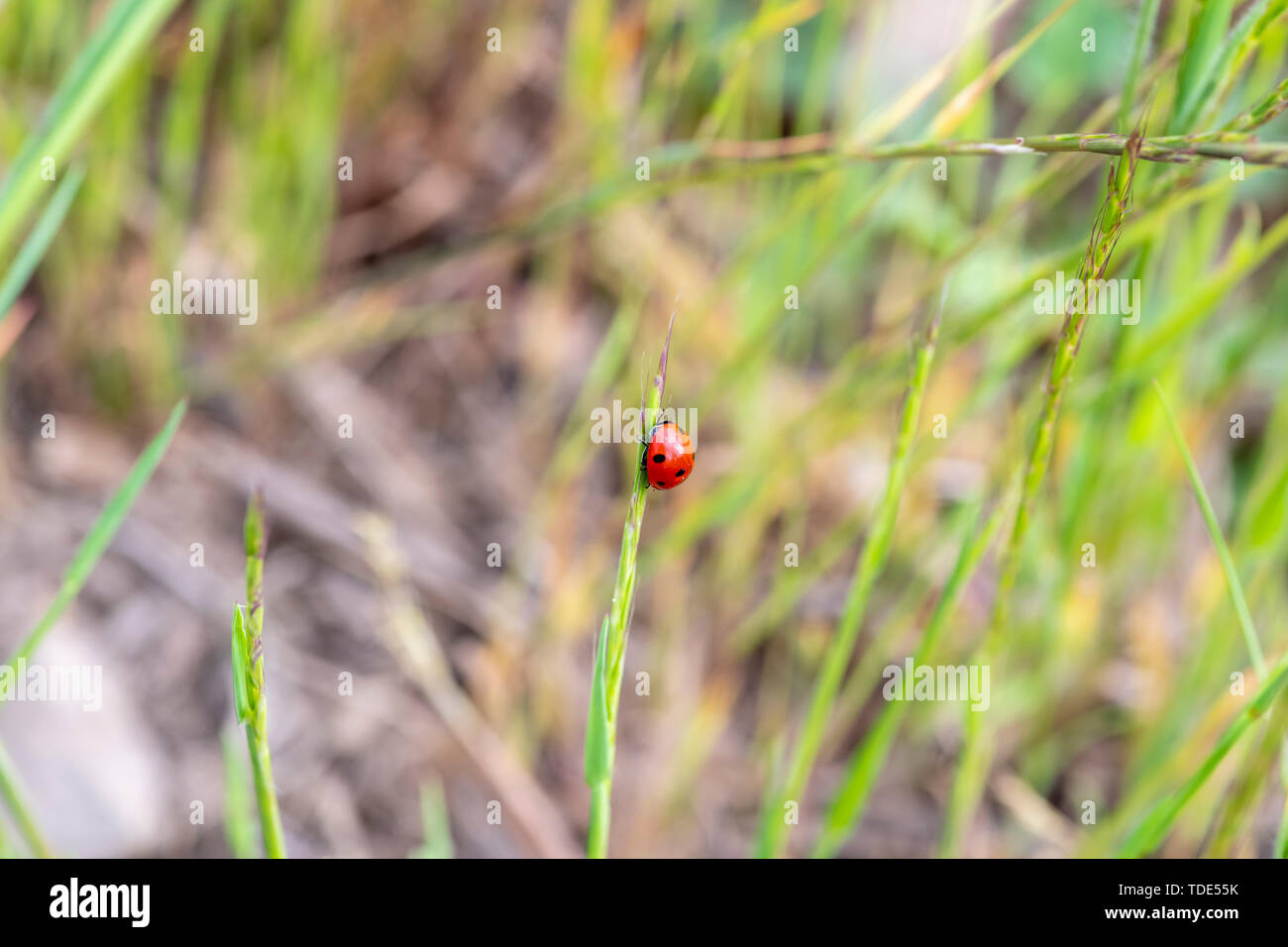 Coccinellidae france hi-res stock photography and images - Alamy