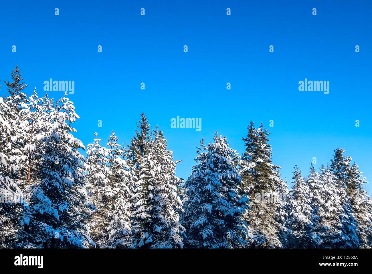 winter vacation background with pine trees covered by heavy snow against blue sky with copy ...