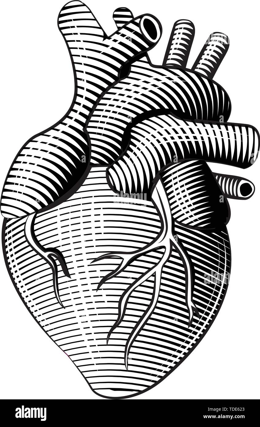 Human Heart Line Drawing