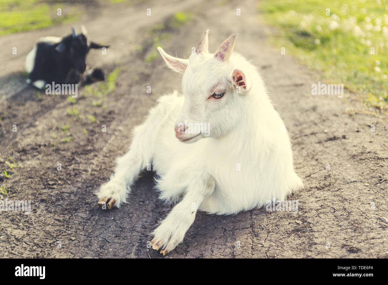 Little white goat goat on the grass near the uniform in the summer ...