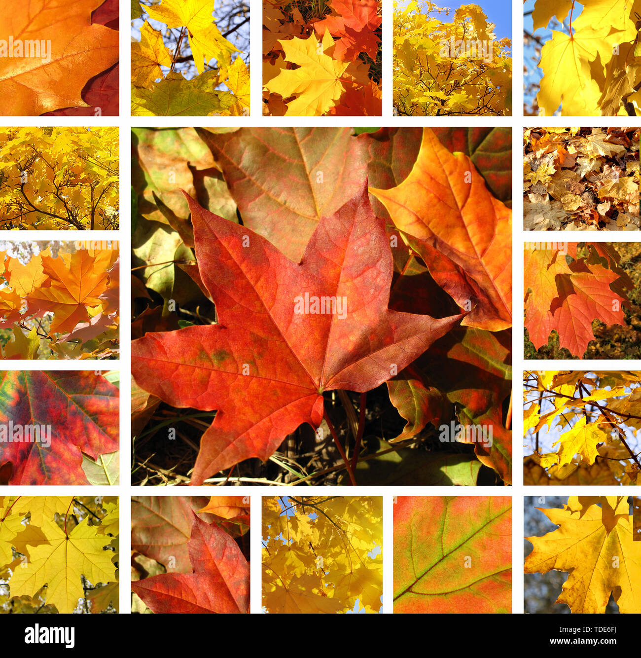 Collage from photos of beautiful autumn maple leaves Stock Photo - Alamy