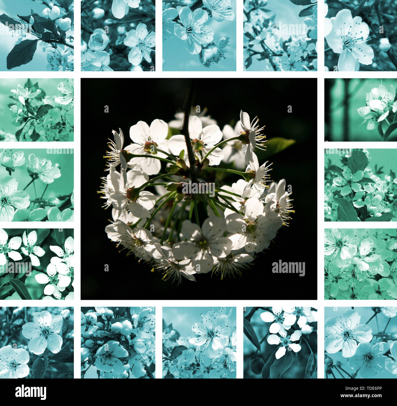 Collage of beautiful flowering trees Stock Photo - Alamy