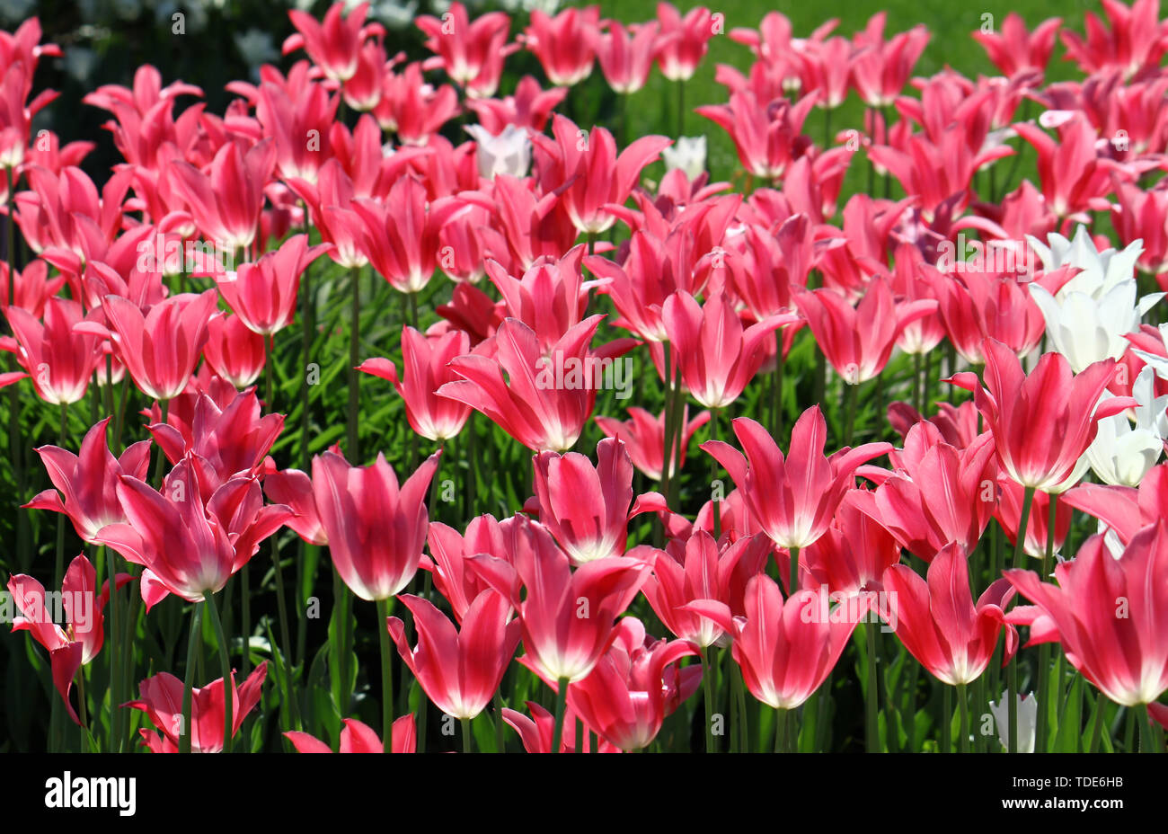 Tulips in sunlight green bed hi-res stock photography and images - Alamy