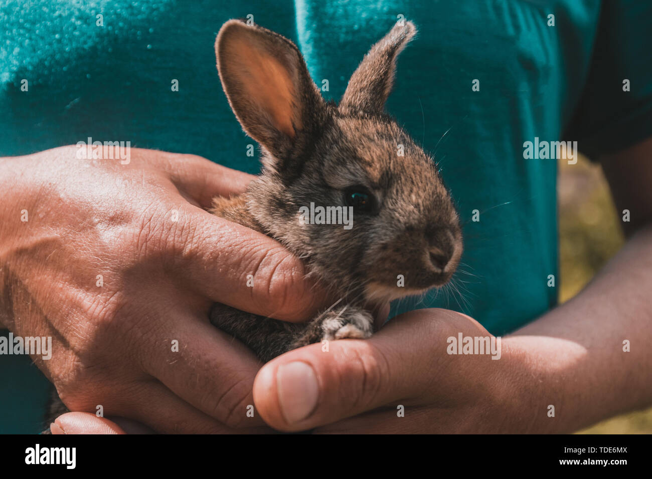 Men's hands hold a rabbit cub in the sunlight on nature. rabbit ...