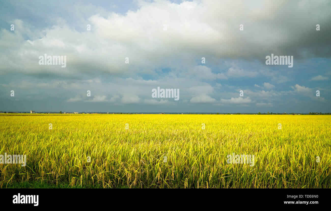 Beautiful golden yellow rice paddy field, ready to be harvested ...