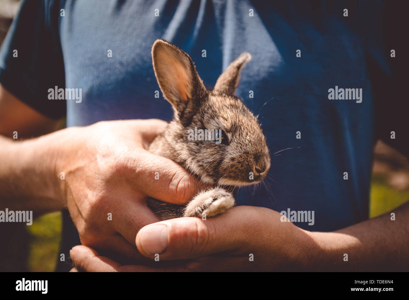 Men's hands hold a rabbit cub in the sunlight on nature. rabbit ...