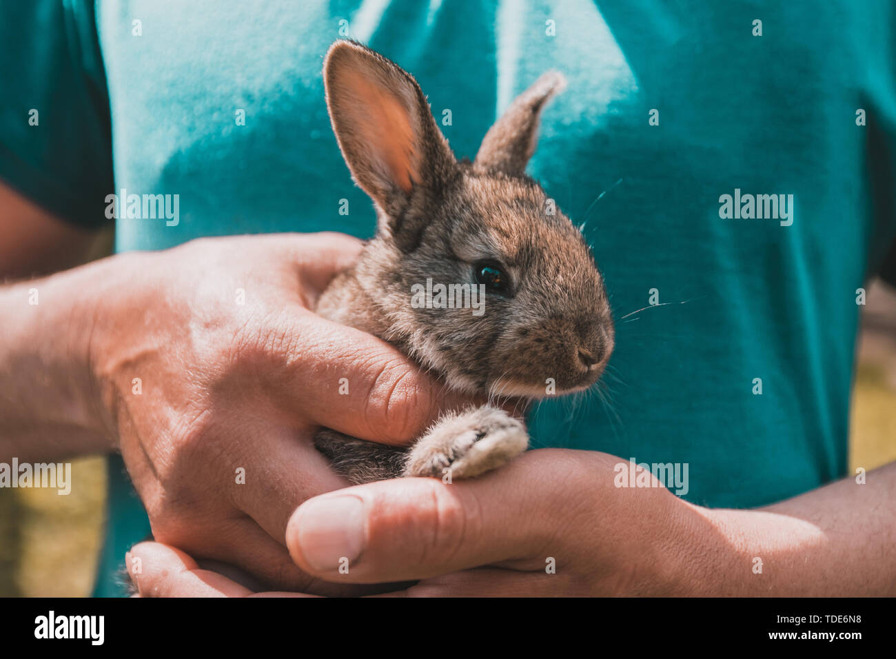Mens hands hold a rabbit cub in the sunlight on nature. rabbit breeding ...