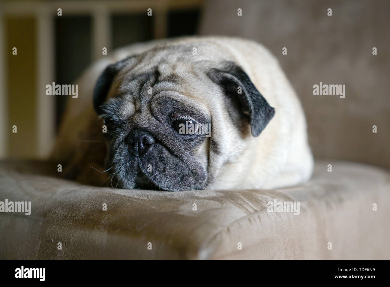 Pug chair hi-res stock photography and images - Alamy