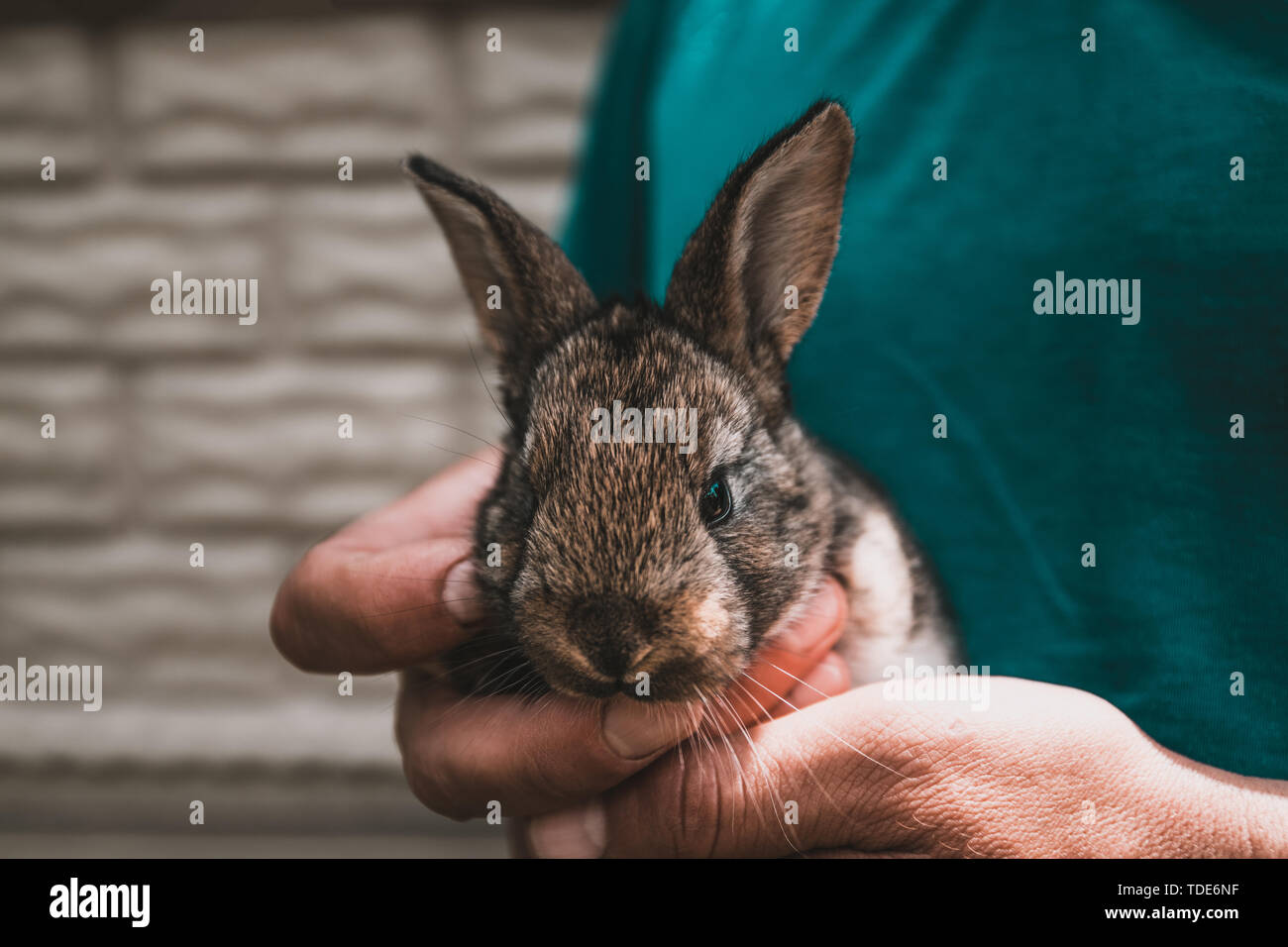 Mens hands hold a little rabbit in the sunlight on nature. rabbit ...