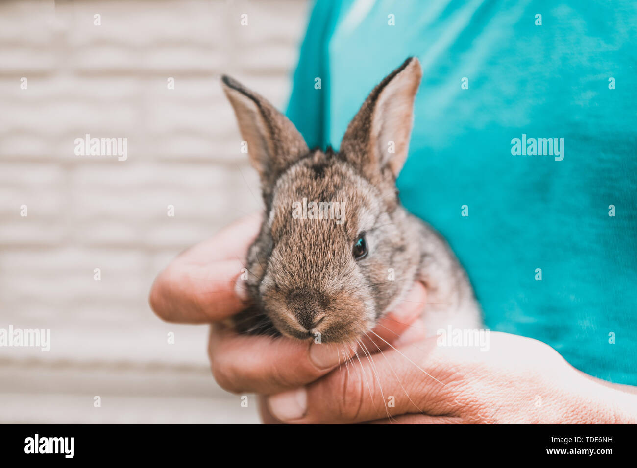 Men's hands hold a rabbit cub in the sunlight on nature. rabbit ...