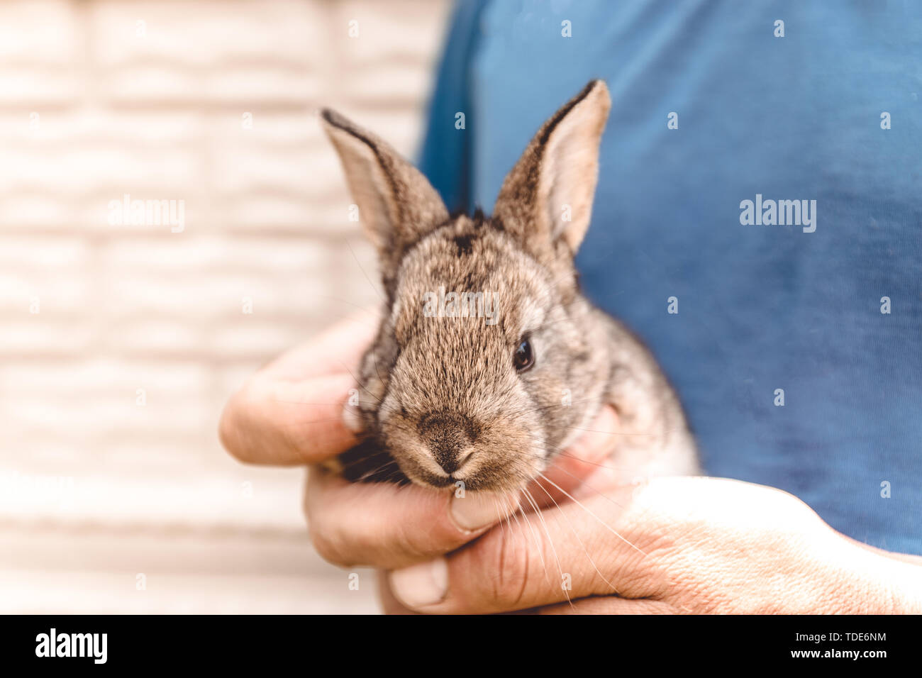 Mens hands hold a little rabbit in the sunlight on nature. rabbit ...