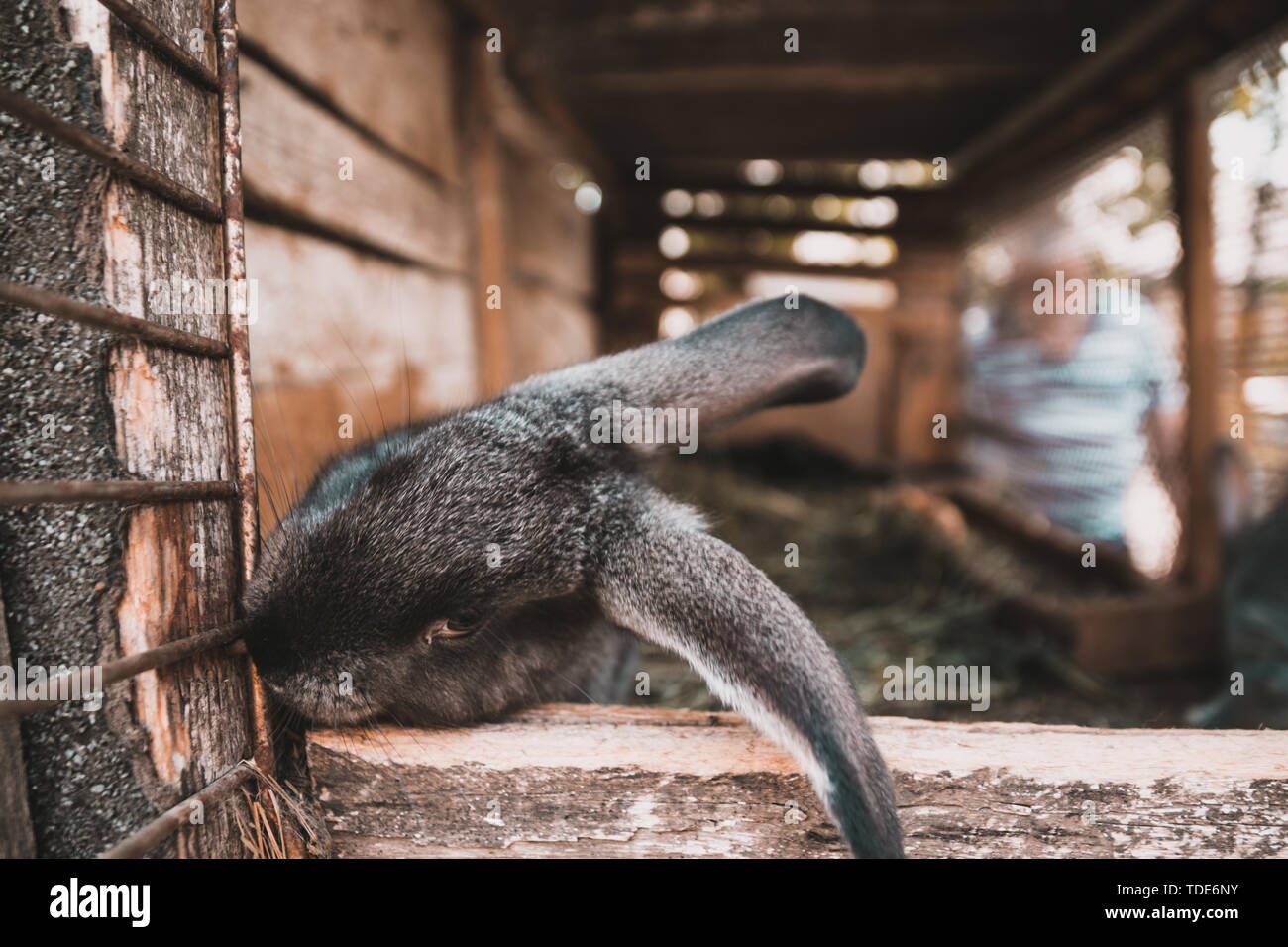 Rabbit breeding concept. Cute fluffy rabbits in a cage on the farm ...