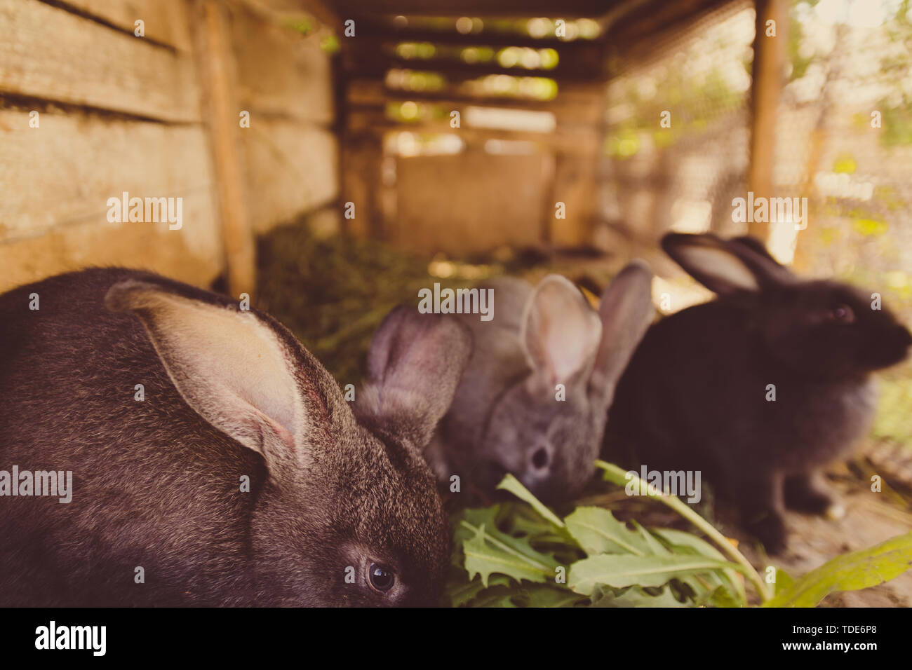 Rabbit cage caged rabbits hi-res stock photography and images - Alamy