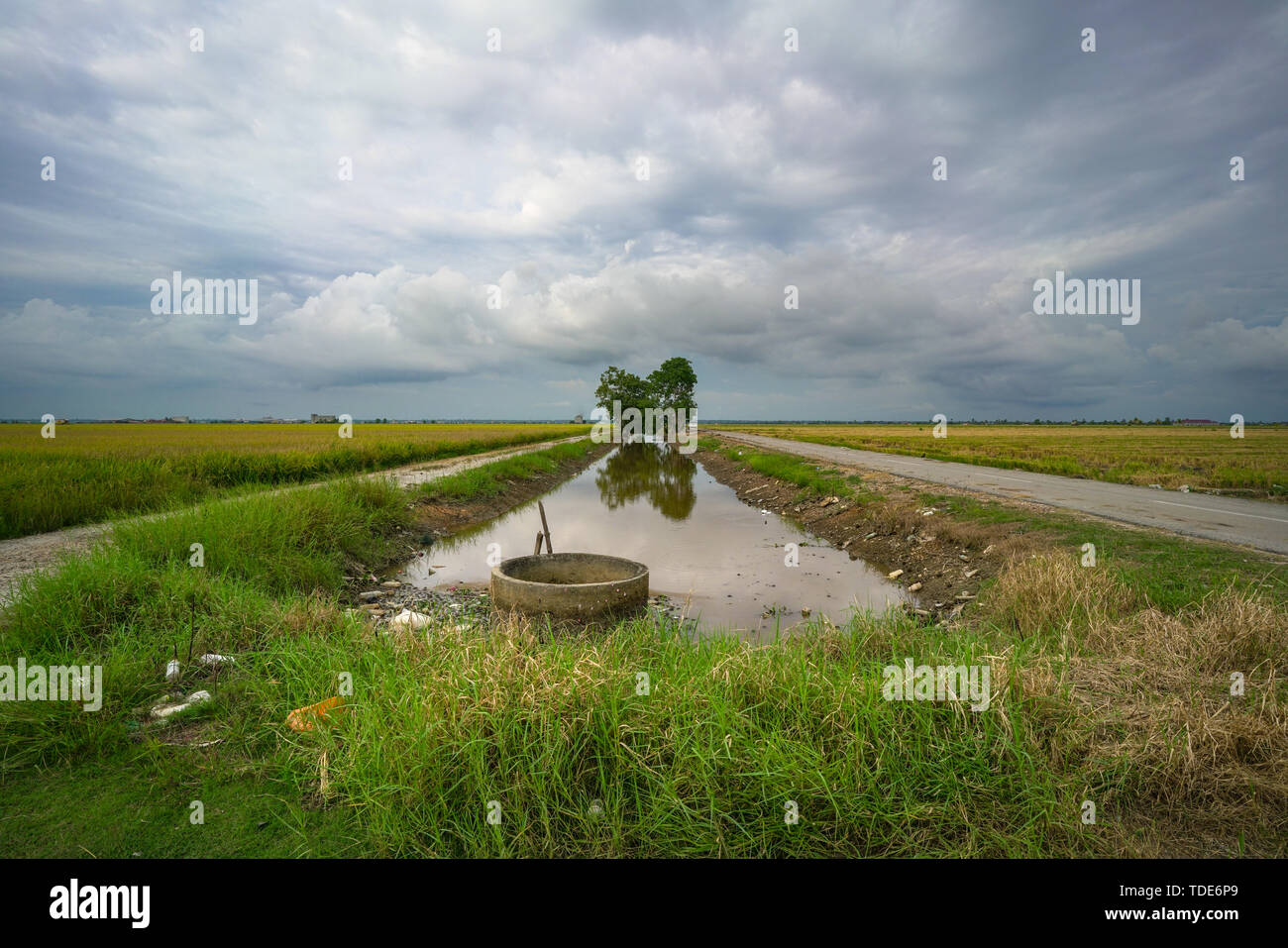 Landscape of rice paddy field with a view of a stream or river ...