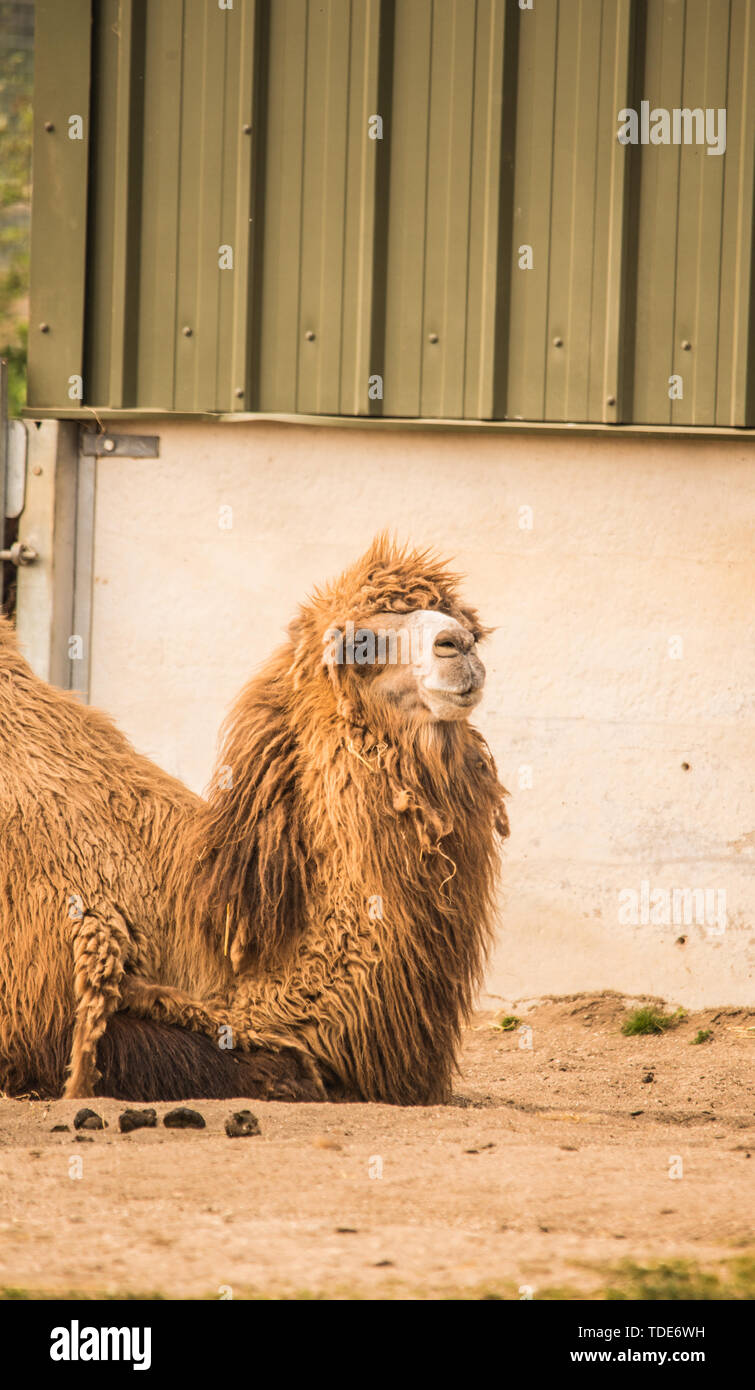 Camel hair hi-res stock photography and images - Alamy