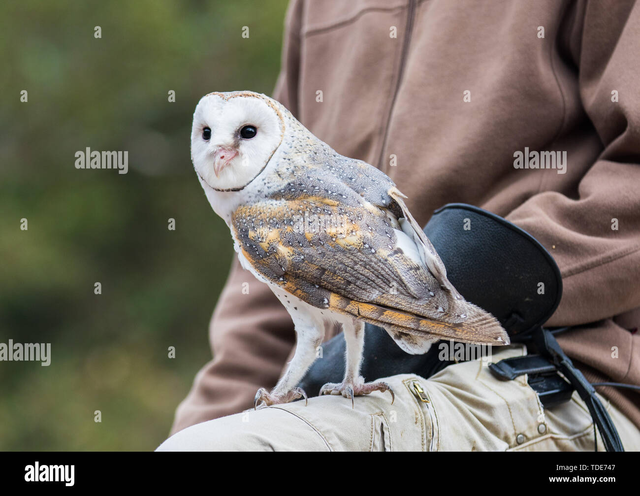 Cute barn owl, Tyto alba, with large eyes sitting on a lap of its owner ...