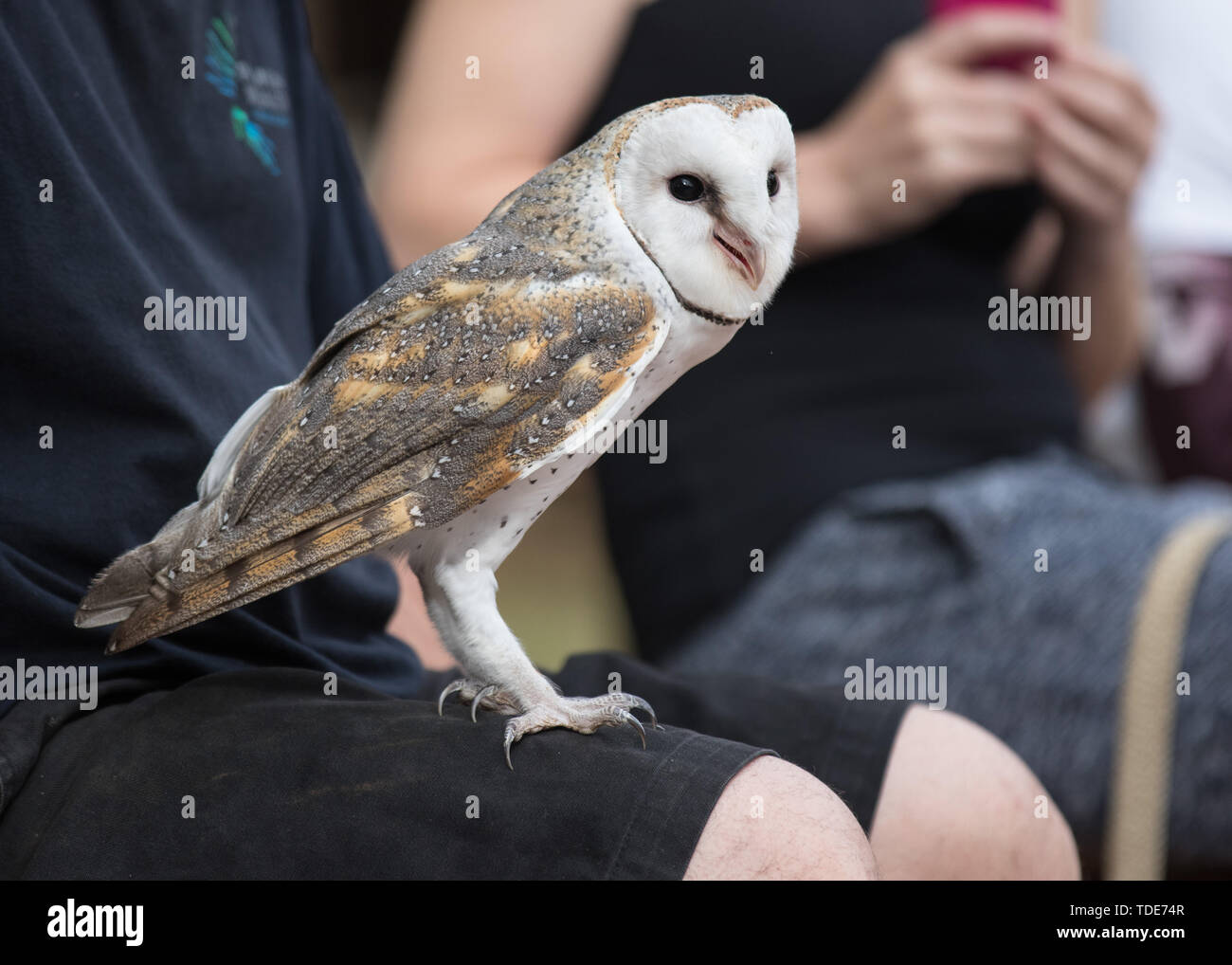 Australian masked owl hi-res stock photography and images - Alamy