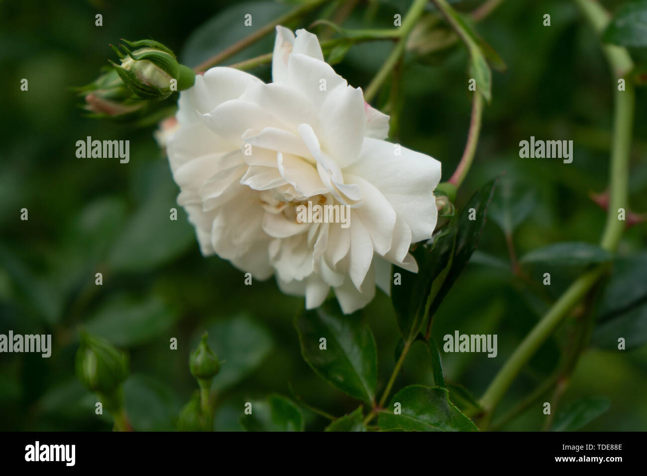 Beautiful single pink rose isolated on white background Stock Photo - Alamy
