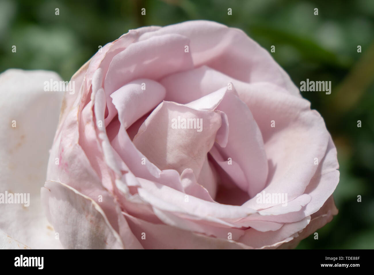 Beautiful single pink rose isolated on white background Stock Photo - Alamy