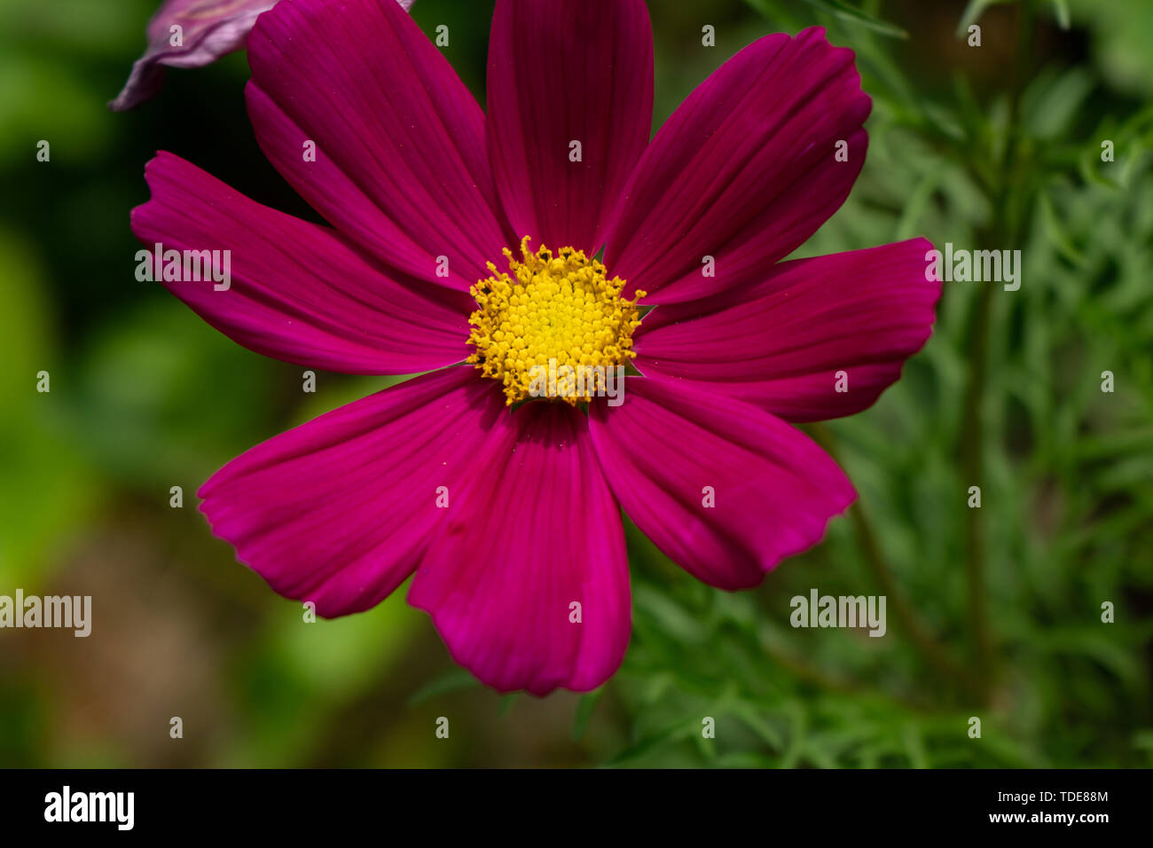 Revival with plants hi-res stock photography and images - Alamy