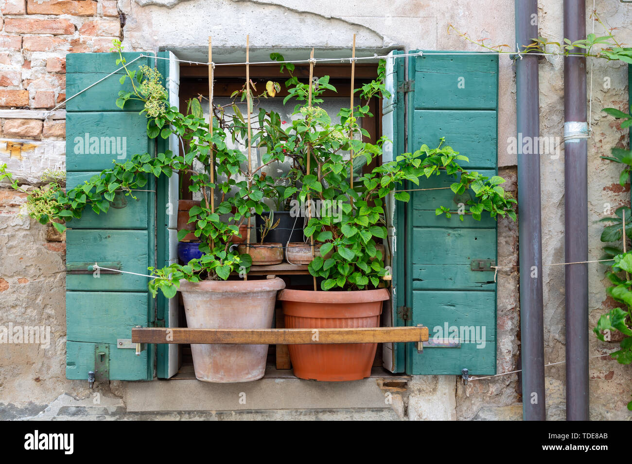 Typical Italian window with green shutters and full of plants Stock ...