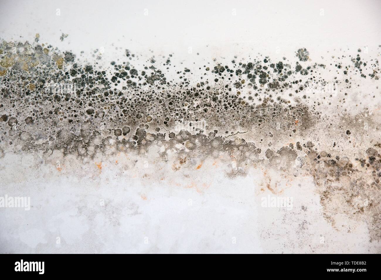 Anti mildew hi-res stock photography and images - Alamy