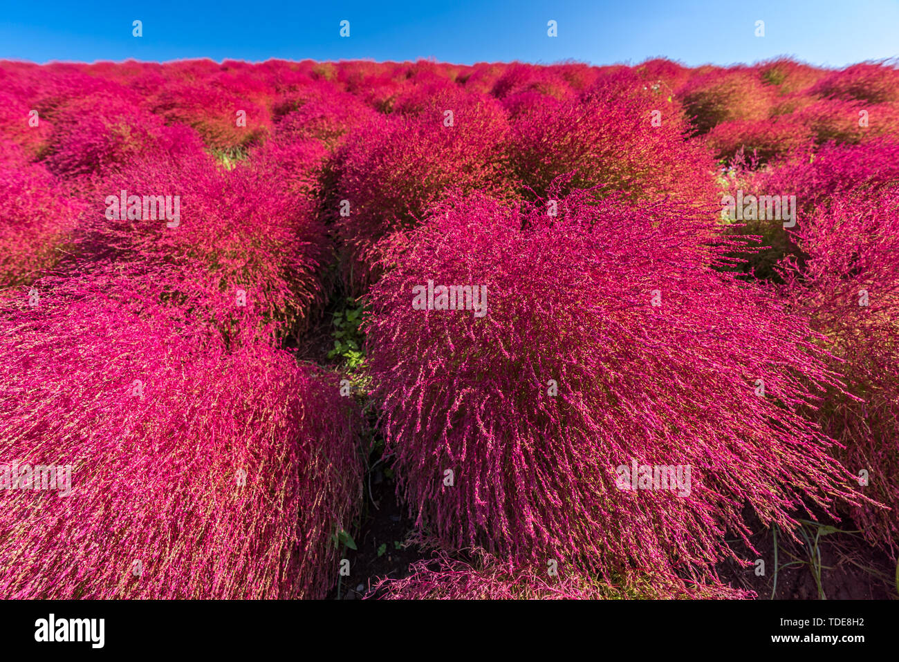 Kochia and cosmos bush with hill landscape Mountain,at Hitachi Seaside ...