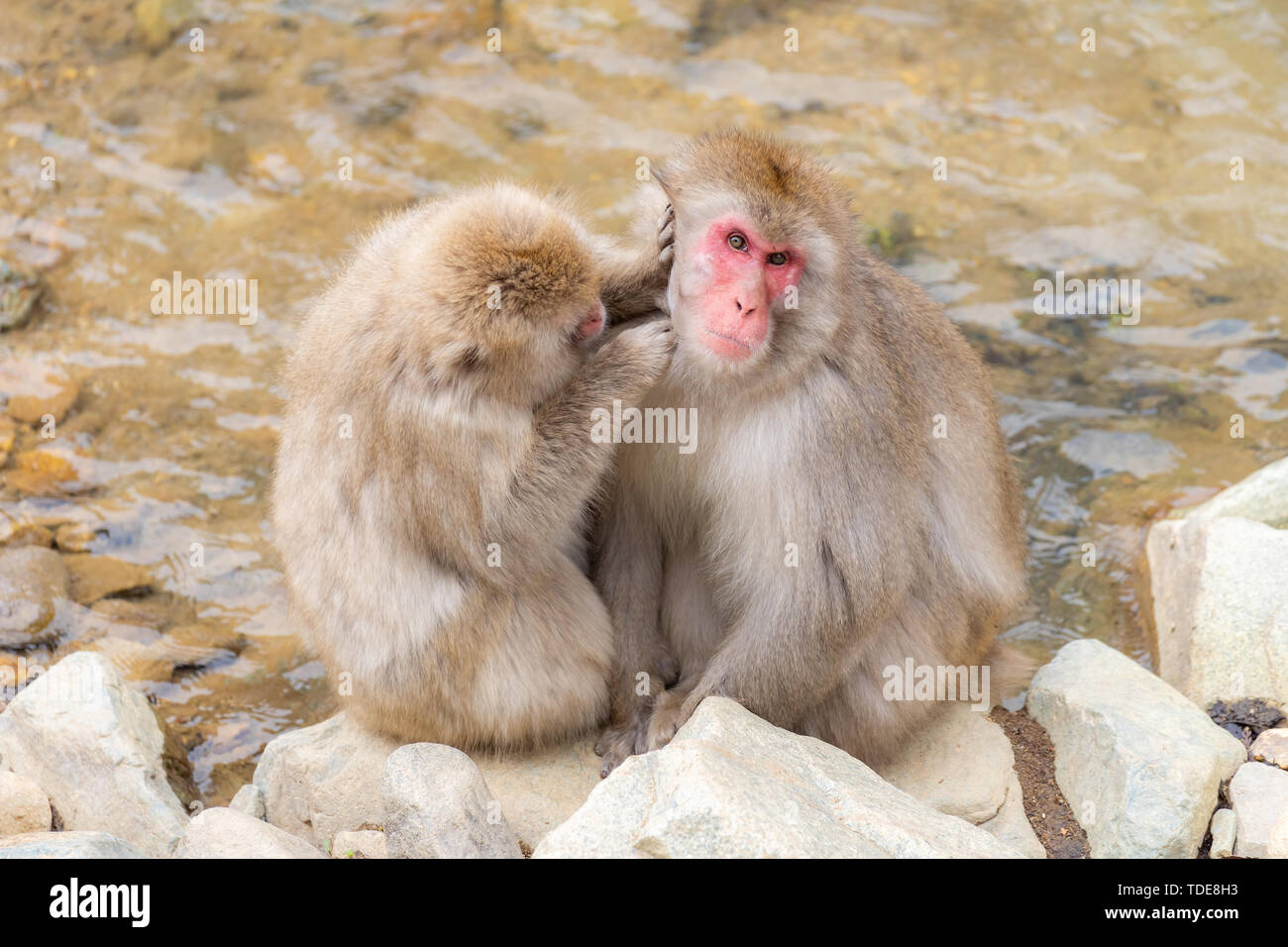 Japanese Snow monkey Macaque in hot spring Onsen Jigokudani monkey Park ...
