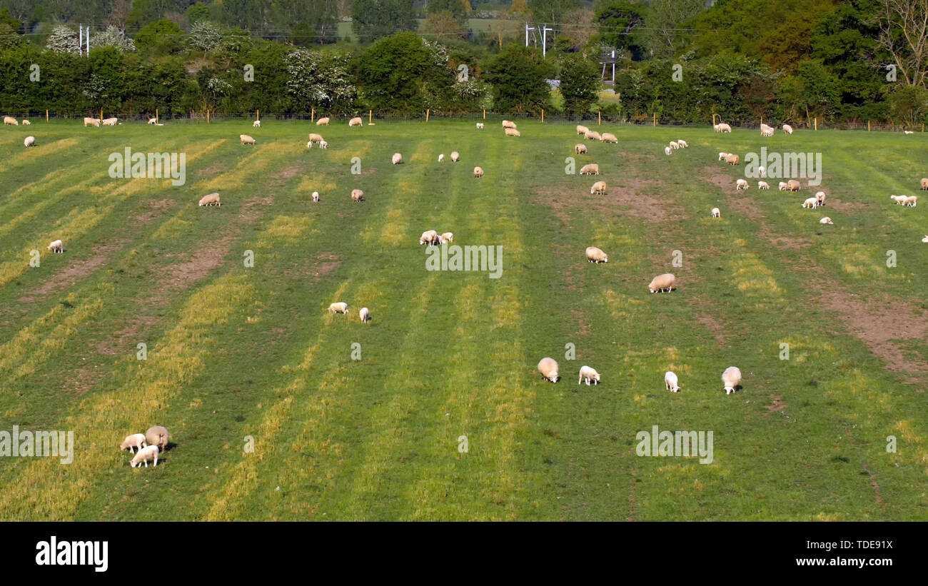 sheep pasture farmland in northamptonshire england uk at spring time ...
