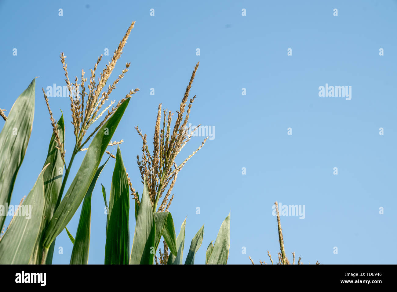 Comfortable weather farm grazing hi-res stock photography and images ...