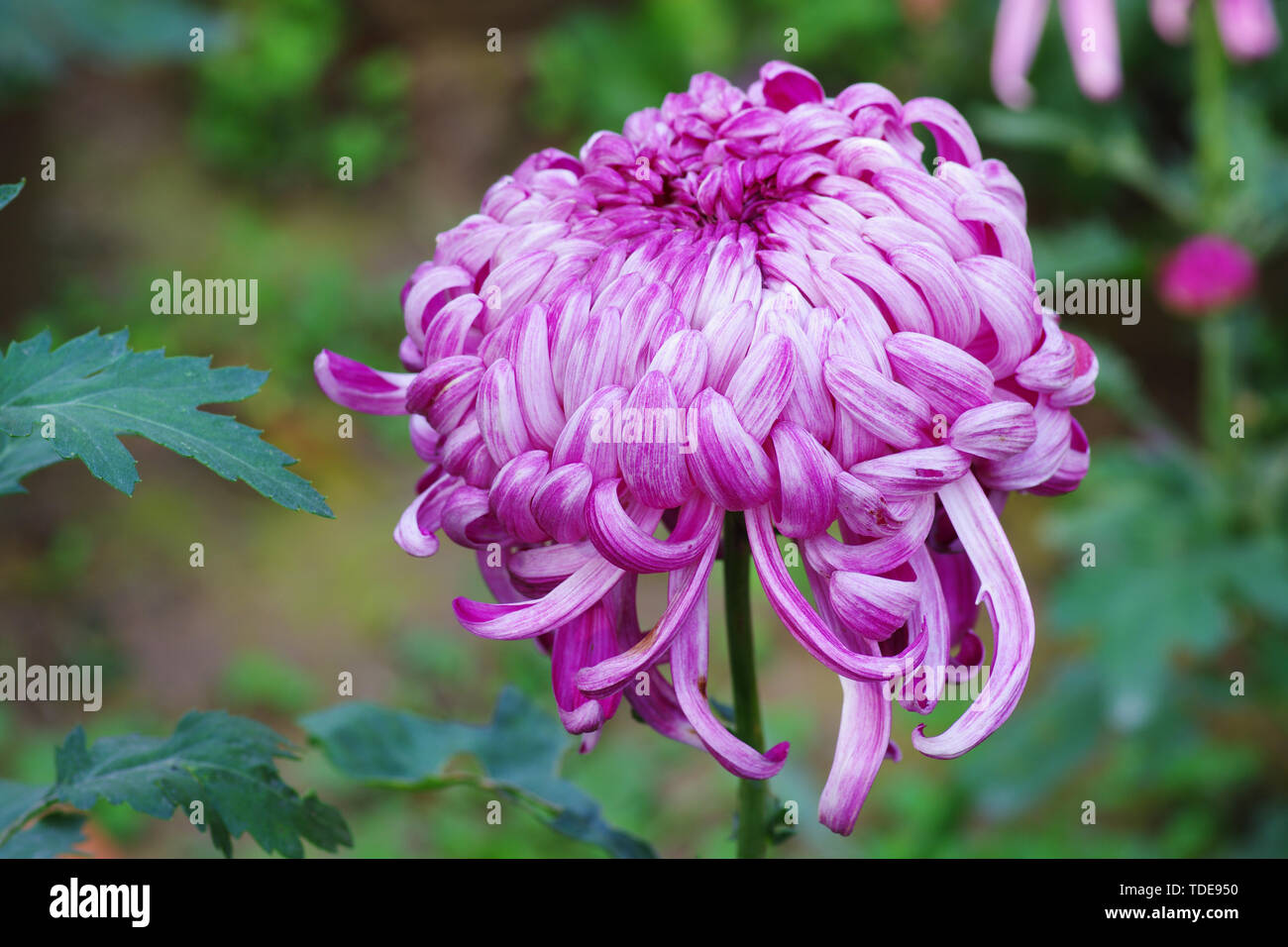 Planting chrysanthemum water hi-res stock photography and images - Alamy