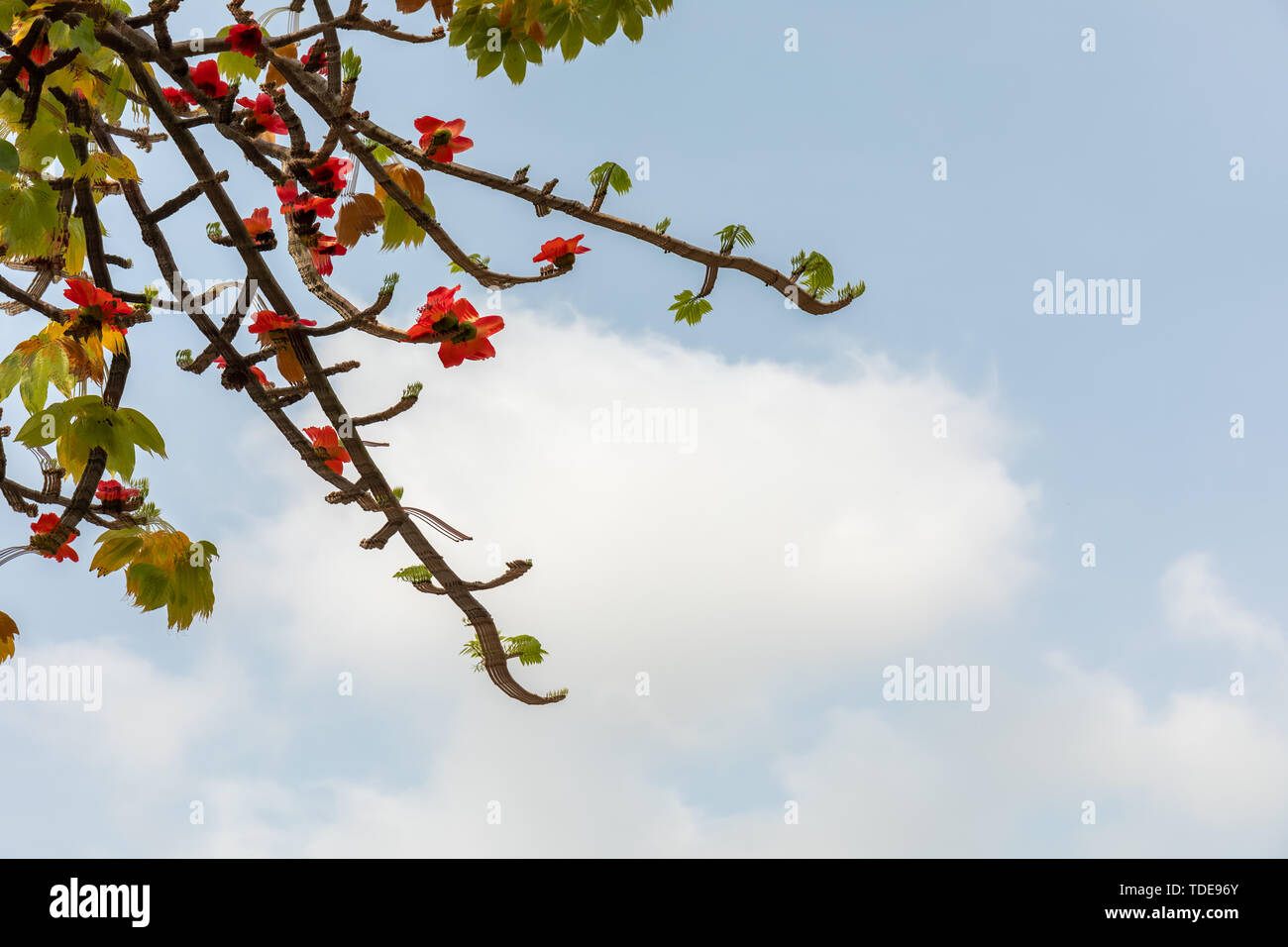 Cotton flowers bloom to welcome the New Year Stock Photo - Alamy
