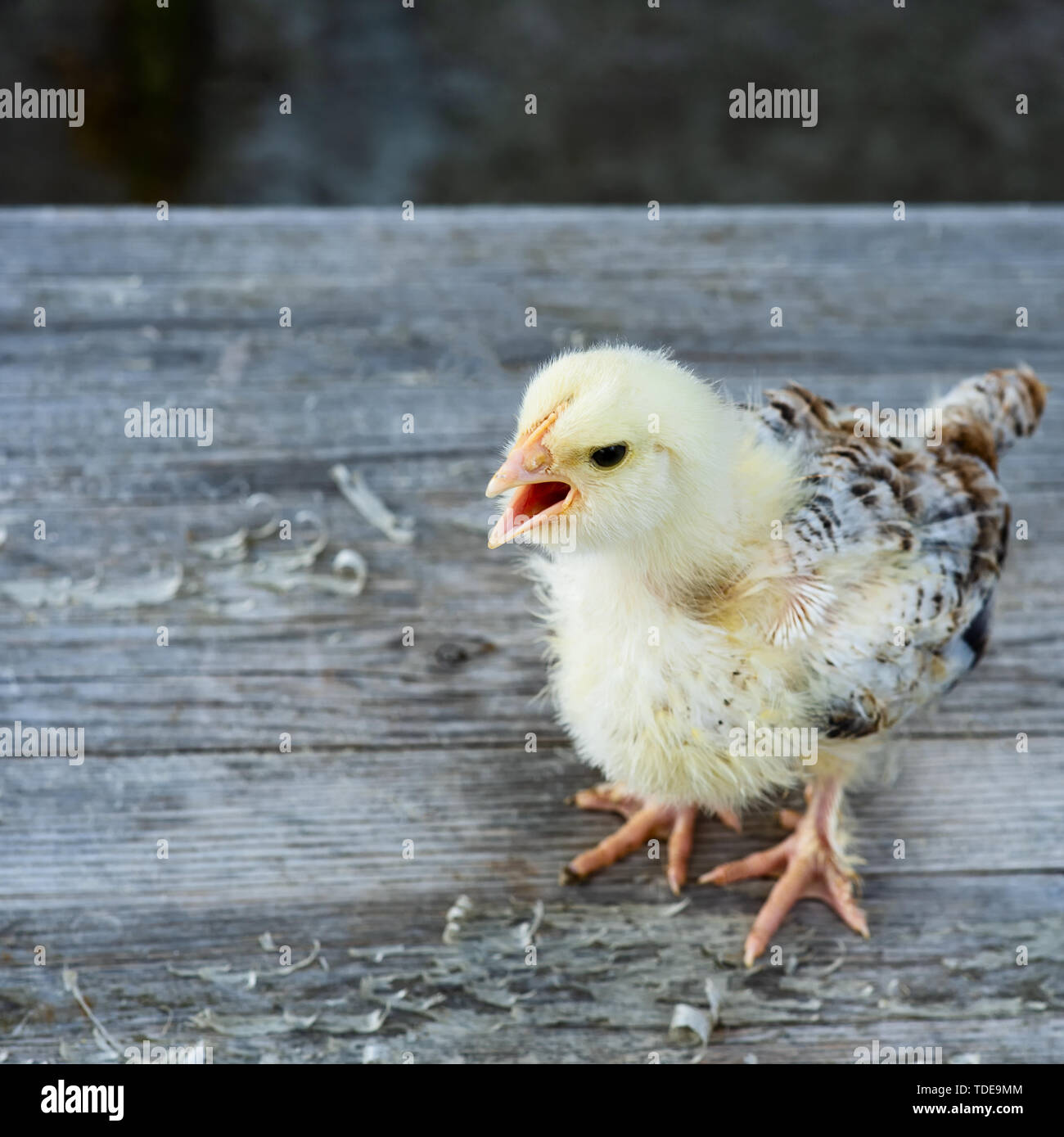 fluffy chicken on wooden table on blurred background Stock Photo - Alamy