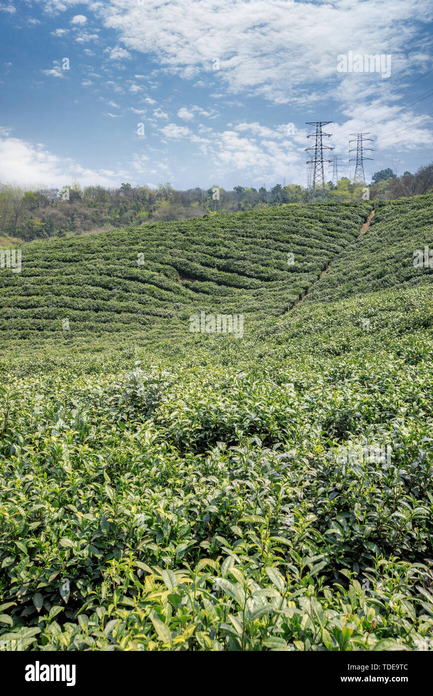 ecological tea garden Stock Photo - Alamy