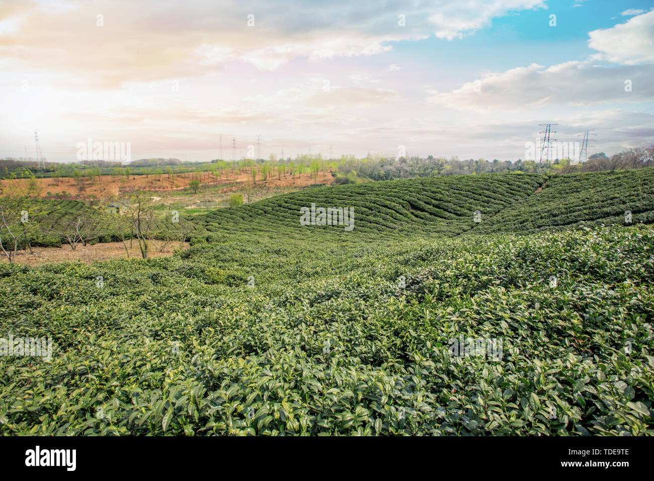 ecological tea garden Stock Photo - Alamy
