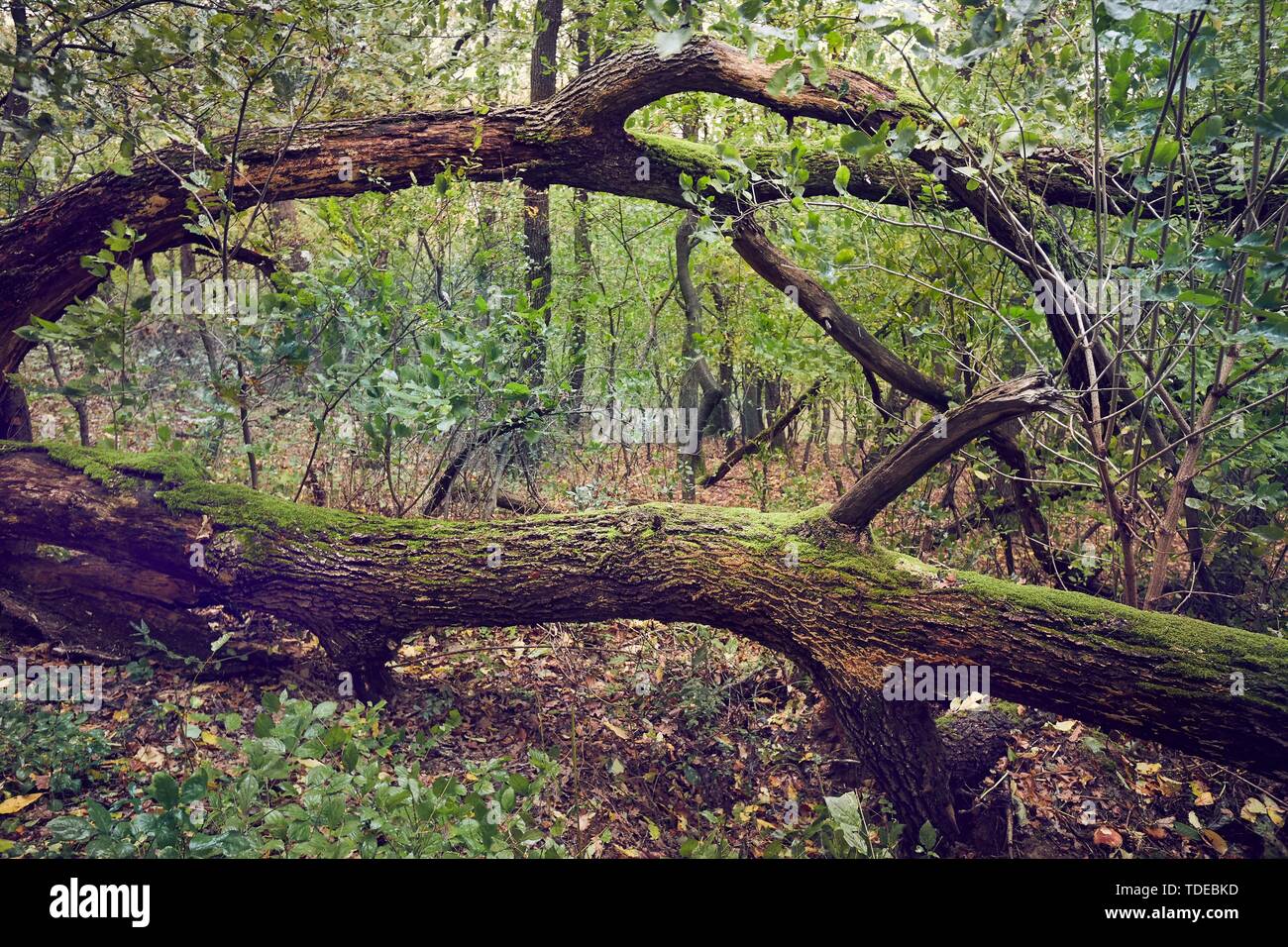 Fall tree trunk Stock Photo - Alamy