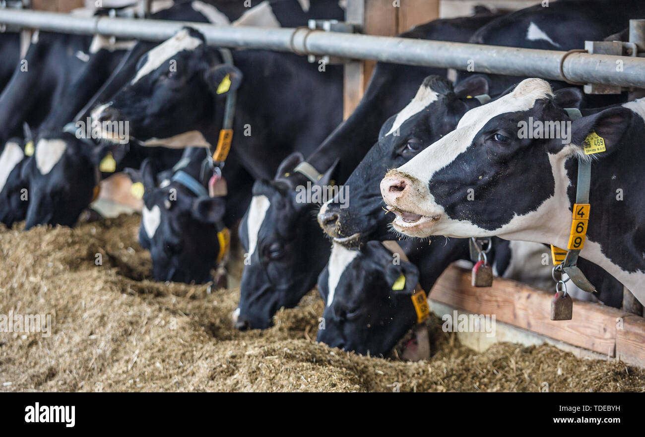 Stuttgart, Germany. 13th June, 2019. Dairy cows feed on a farm near ...