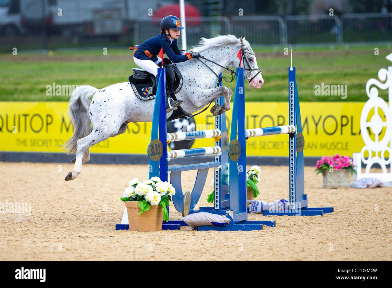 Isabel Horse High Resolution Stock Photography and Images - Alamy