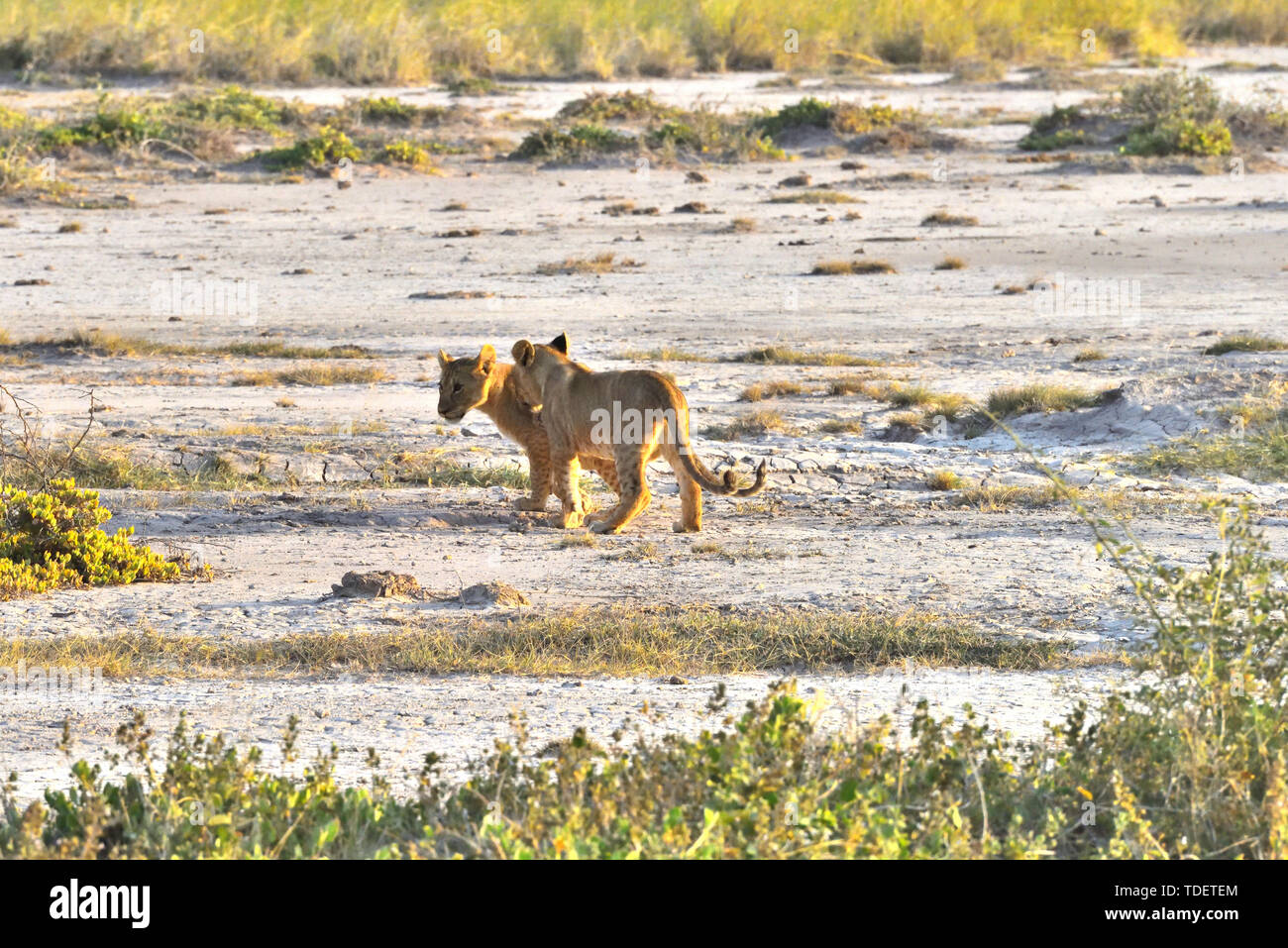 The Lions, the Simba family Stock Photo - Alamy