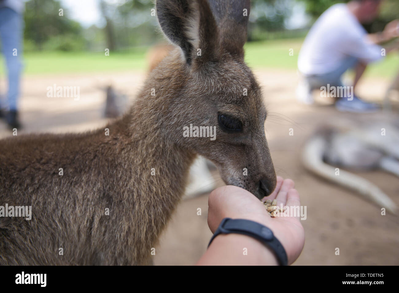 Human kangaroos hi-res stock photography and images - Alamy