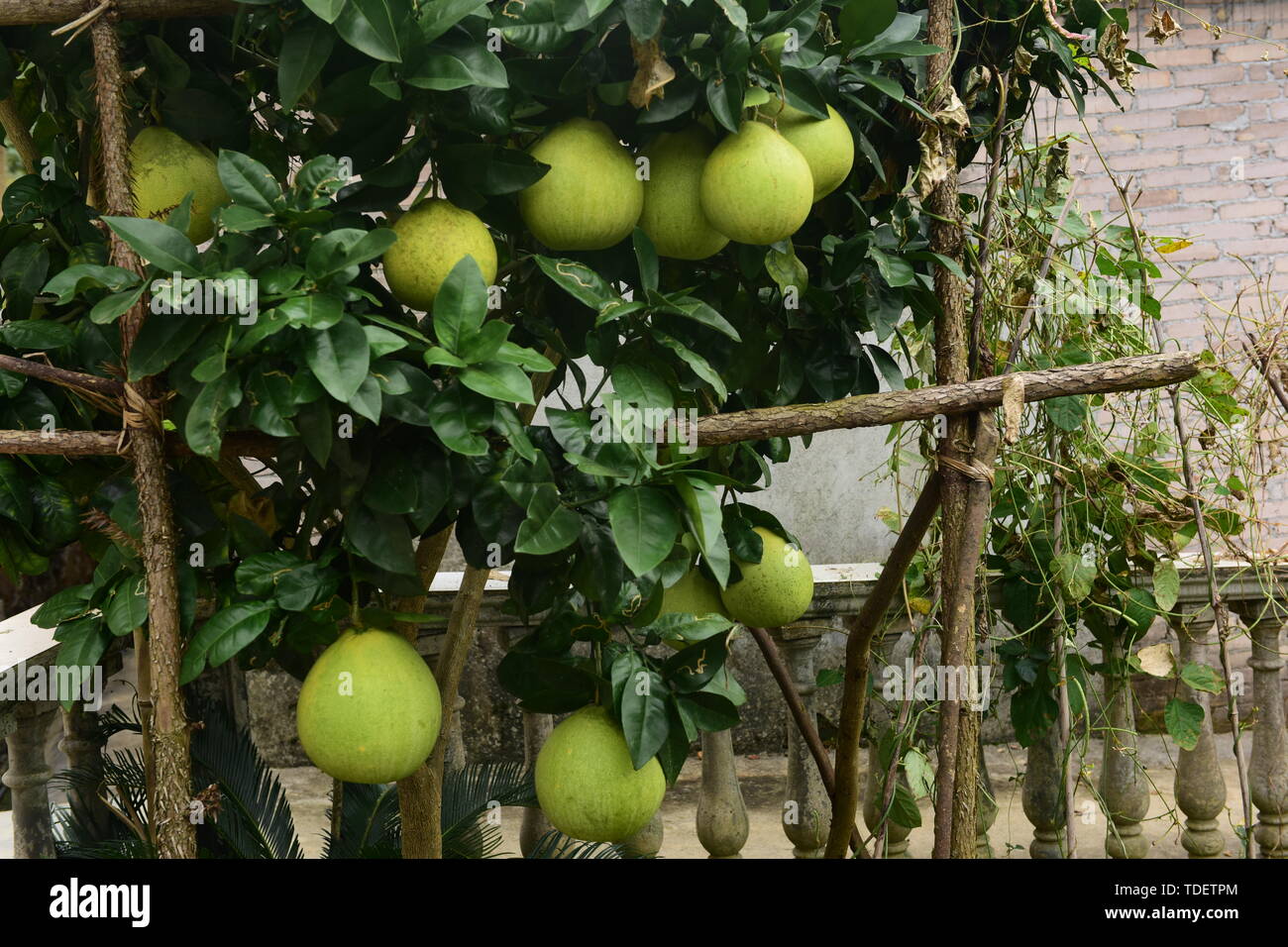 Pomelo picture hi-res stock photography and images - Alamy