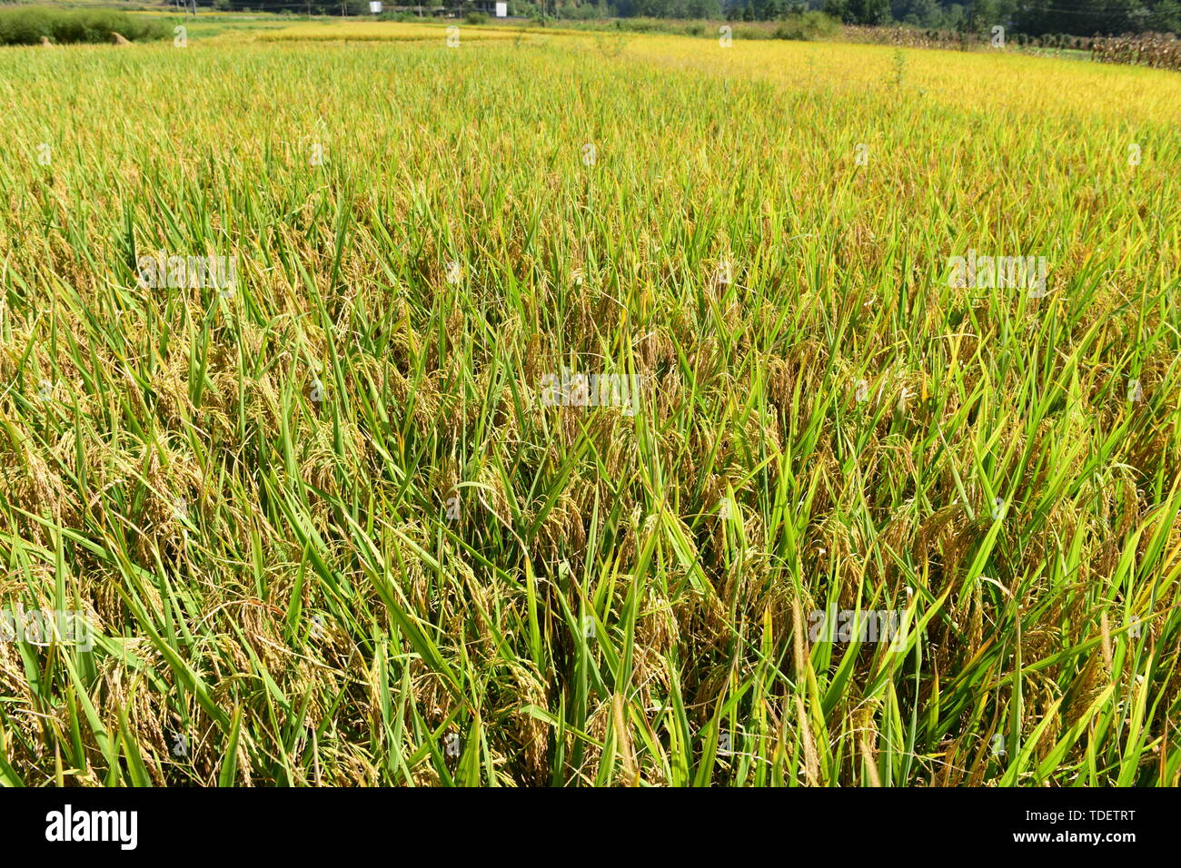 High-definition rice spike Stock Photo - Alamy