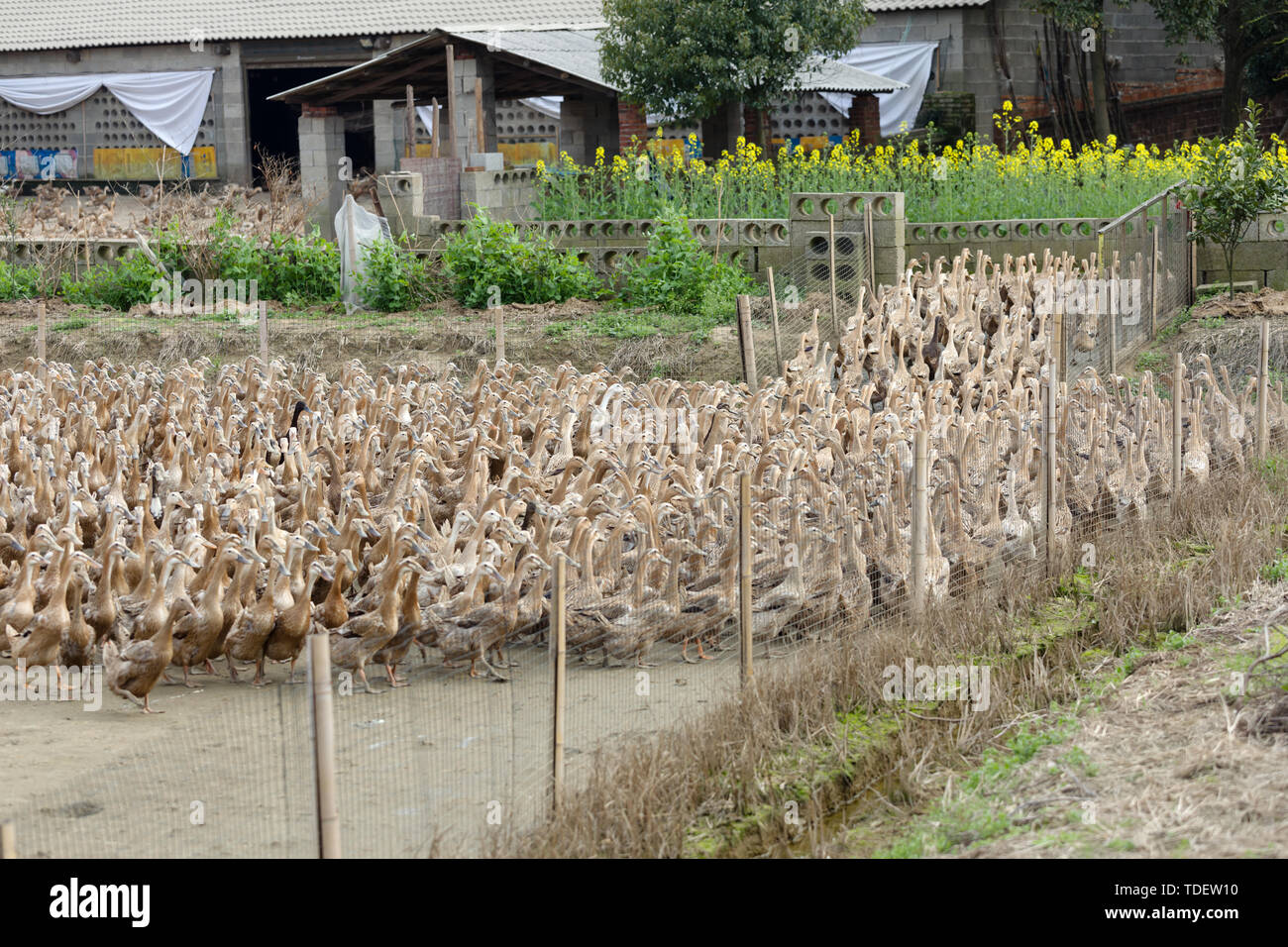 Farmer-raised ducks and ducks Stock Photo - Alamy