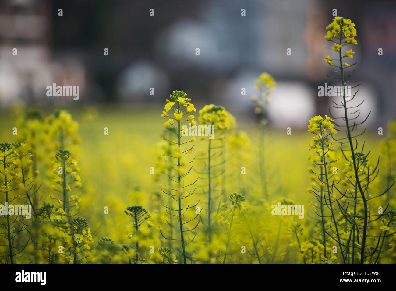 Village flowers and luoping rapeseed hi-res stock photography and ...