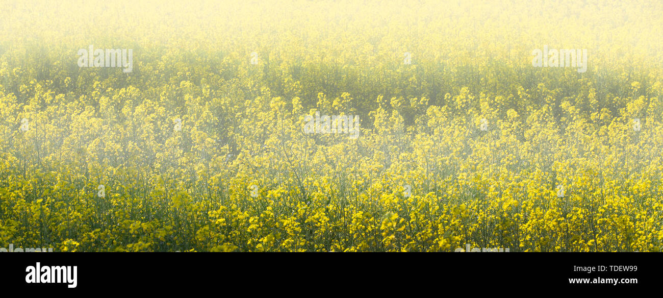 Village flowers and luoping rapeseed hi-res stock photography and ...