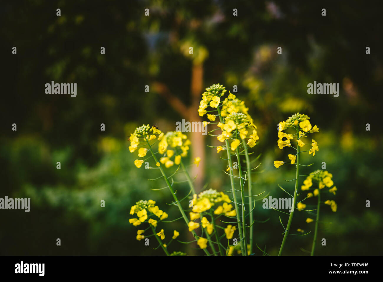 The rape flower blossoms Stock Photo - Alamy