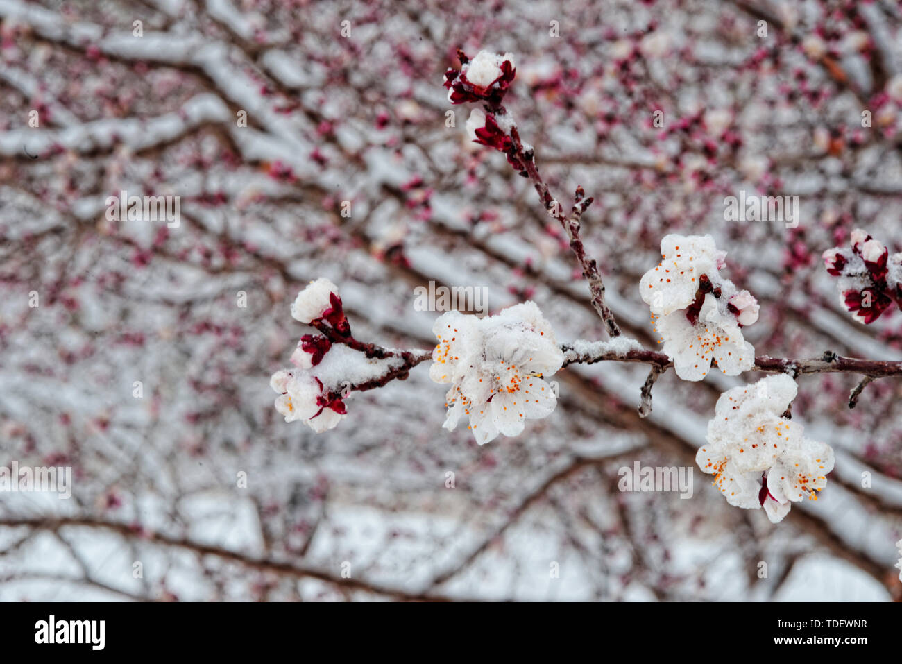 Apricot blossoms in spring snow Stock Photo - Alamy