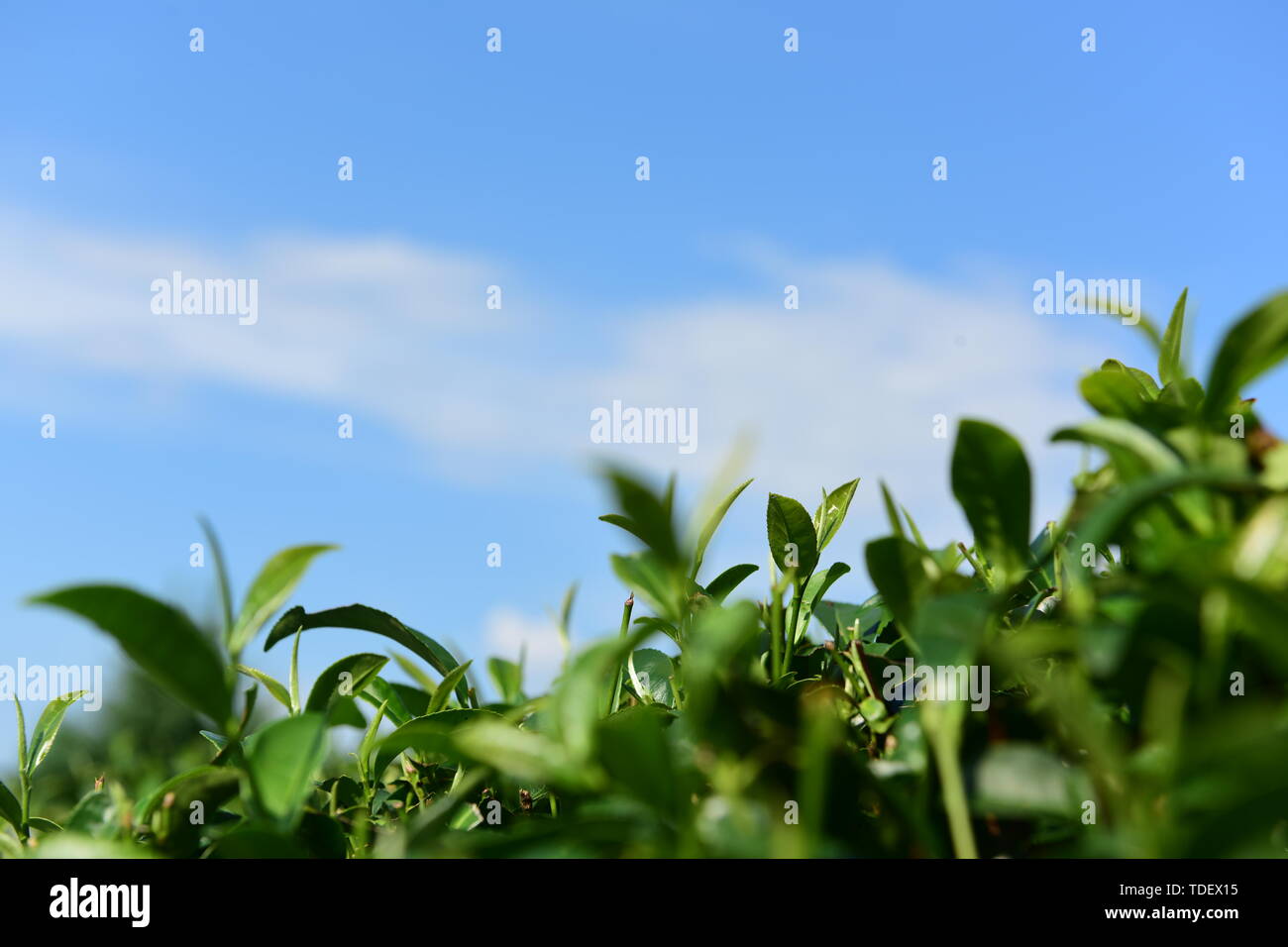 Tea Garden Tea Mountain Stock Photo - Alamy