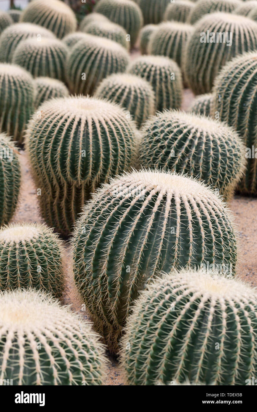 Plants and tropical sandy plants and cactus hi-res stock photography ...