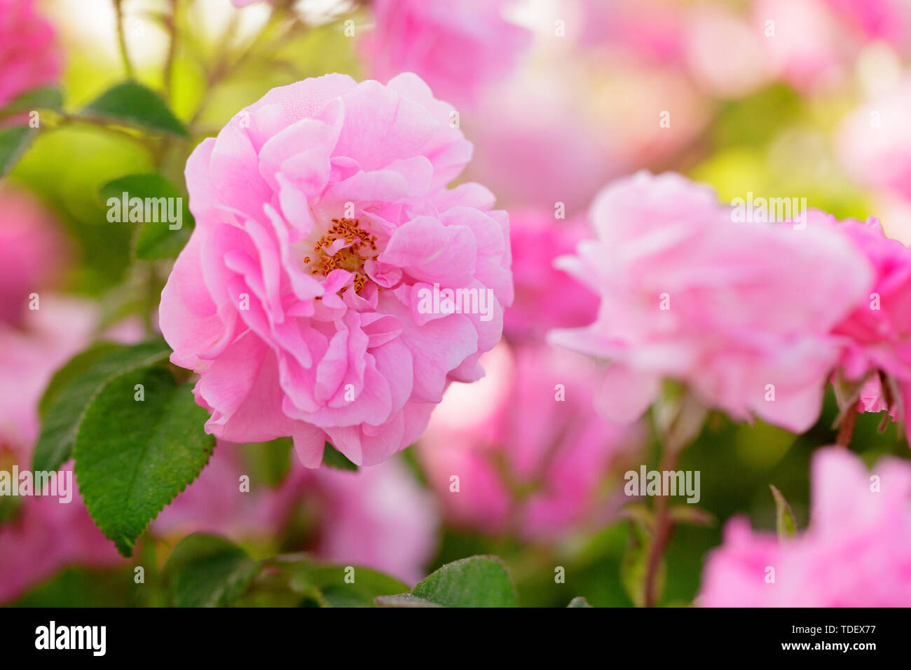 pink rose bush closeup on field background Stock Photo - Alamy